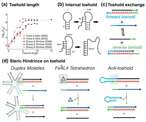 Kinetics And Activation Strategies In Toehold Mediated And Toehold Free