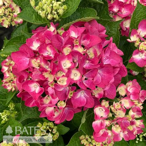 7 Hydrangea Mac Pw Wee Bit Giddy Bigleaf Dwarf Red Mophead