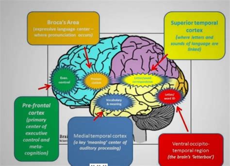 29 Best Dendrites Images On Pinterest Neuroscience Studying And Learning