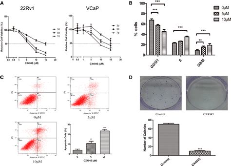 Suppressive Effect Of Cx4945 On Crpc Cell Lines A 22rv1 And Vcap Cells