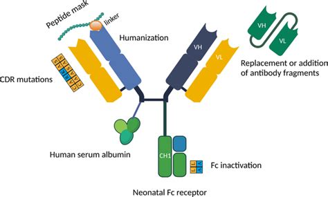 Graphic Summary Of Antibody Format Engineering Including Variable