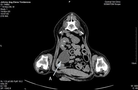 Congenital Pathology Of Duplicated Ureter Vets On The Balkans An