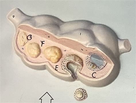Ovarian Cycle Ovulation And Luteal Phase Diagram Quizlet