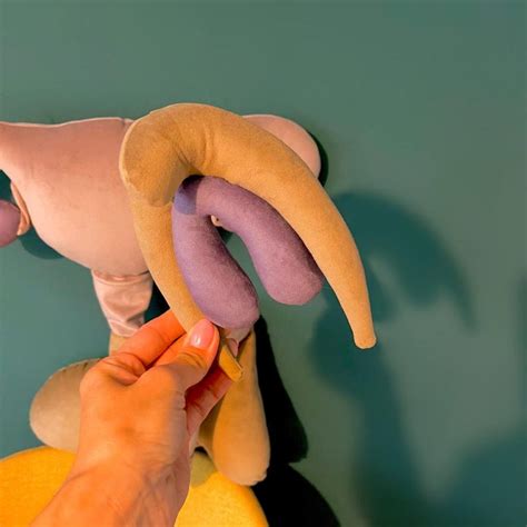 Sex Education Set Sex Therapy Tools Vulva 20 Clitoris Uterus