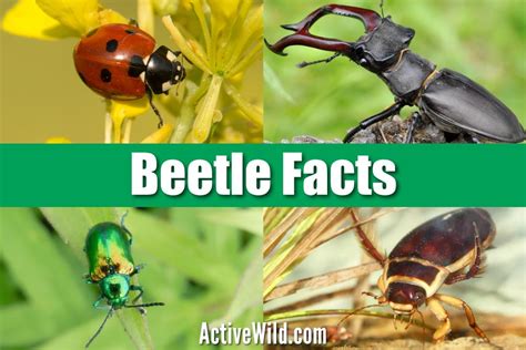 Beetle Facts What Is A Beetle A Complete Guide To Beetles