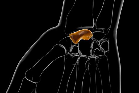 12 The Real Scaphoid