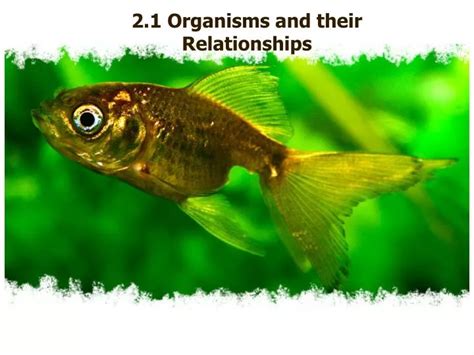 Ppt 21 Organisms And Their Relationships Powerpoint Presentation