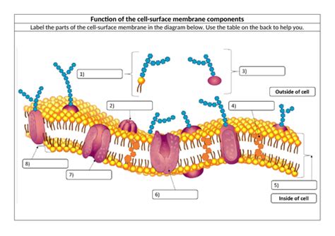 2 3 1 Cell Surface Membrane As Level Teaching Resources