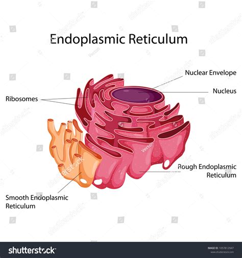 598 Endoplasmic Reticulum Stock Vectors Images And Vector Art Shutterstock