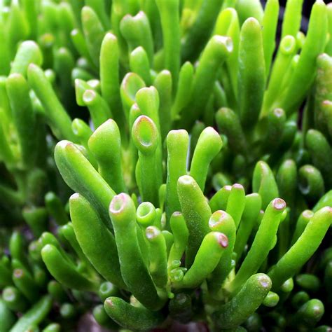 Crassula Idee Et Astuce De La Maison