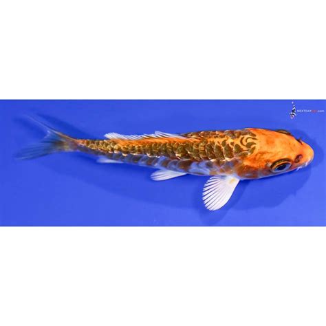 35” Imported Gin Rin Armor Scaled Kujaku Next Day Koi