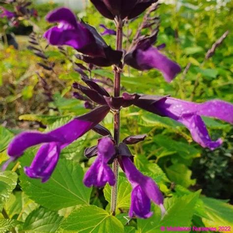 Buy Salvia Amistad Online Uk Grown Plants For Sale