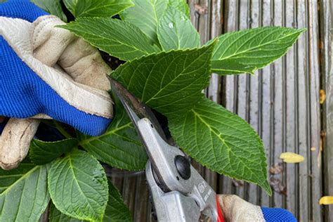Fall Is The Best Time To Take Hydrangea Cuttings Heres How To Do It