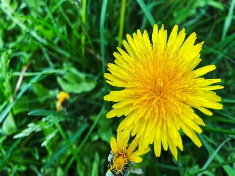 How To Grow And Care For Dandelions Plant