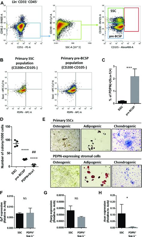 Epiphyseal Pdpn Expressing Stromal Cells Partially Exhibit The Ssc Download Scientific Diagram
