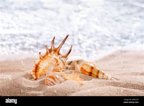 Scorpion Spider Conch Shell And Other Seashells In Sand On A Background