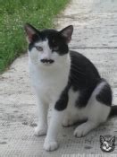 Cats That Look Like Hitler