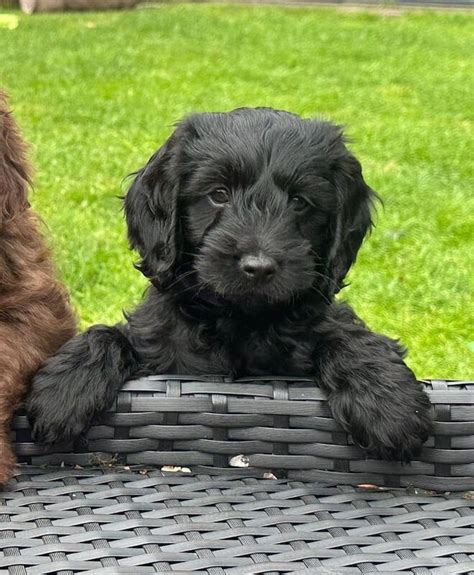 10 Week Old Cockapoo Puppies For Sale In Swinton Greater Manchester Cockapoo Owners