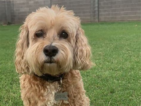7 Best Cockapoo Breeders In Arizona We Love Doodles
