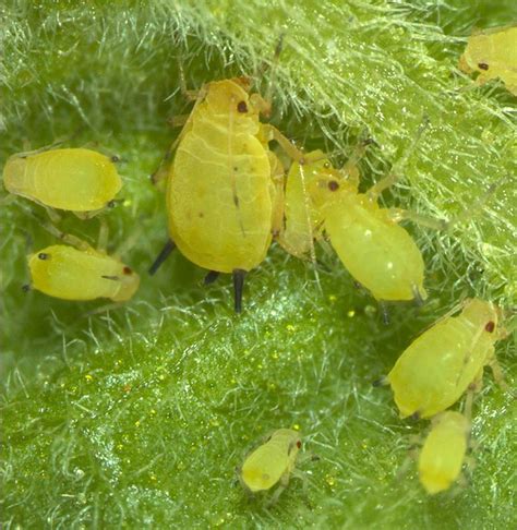 Spirea Aphid Citrus Pests