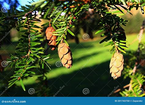 Small Tall Cones And Fresh Green Needles Of Coniferous Hemlock Tree