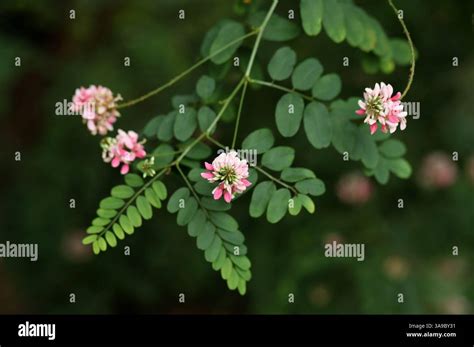 River Indigo Indigofera Jucunda Fabaceae Southern Africa The Native