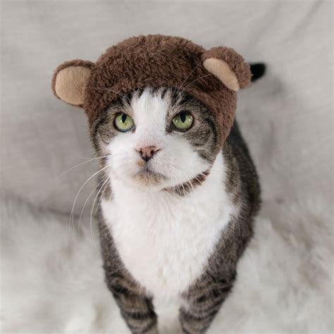 Cat Boutique Cat Trees Costumes Toys Food And Wine Meowingtons