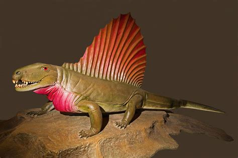 Dimetrodon Model Photograph By Millard H Sharp Fine Art America