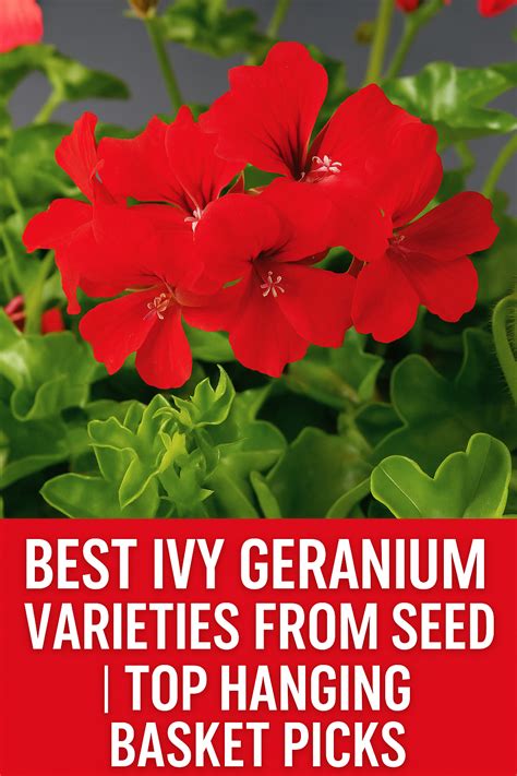 Best Ivy Geranium Varieties From Seed Top Hanging Basket Choices