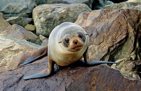 Names Of Seals