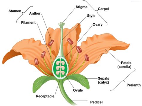 Plant Diversity 2 Flashcards Quizlet