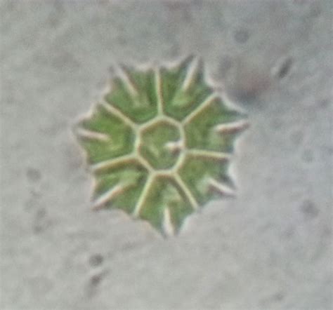 Algae Isolation And Identification Researchgate