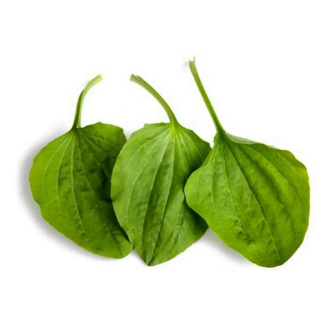 Greater Plantain Seeds Plantago Major Quality Organic Seeds