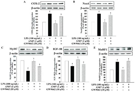 Gw9662 Pparγ Antagonist Attenuated The Anti Inflammatory