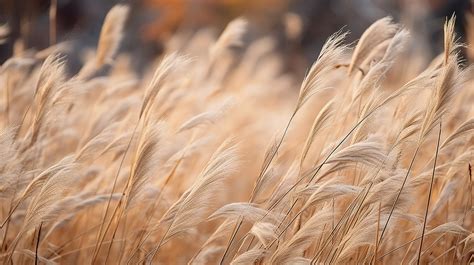Textures Of Dry Wilderness Abstract Representation Of Forest Grass