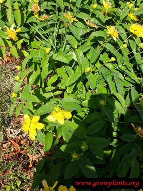 Hypericum How To Grow And Care