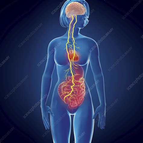 Vasovagal Syncope Illustration Stock Image C0574407 Science