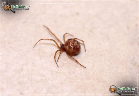 What Does A Cobweb Spider Look Like At Luke Cornwall Blog
