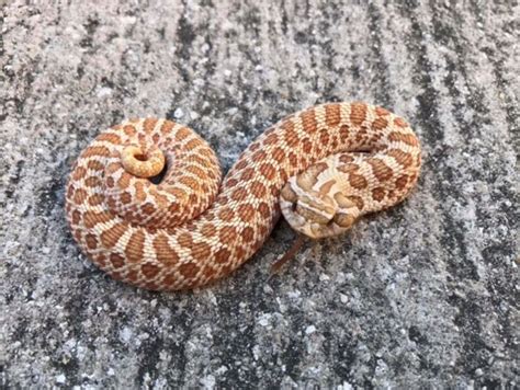 Toffee Western Hognose Snake For Sale Snakes At Sunset