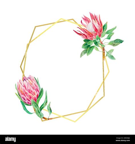 Golden Protea Stock Vector Images Alamy