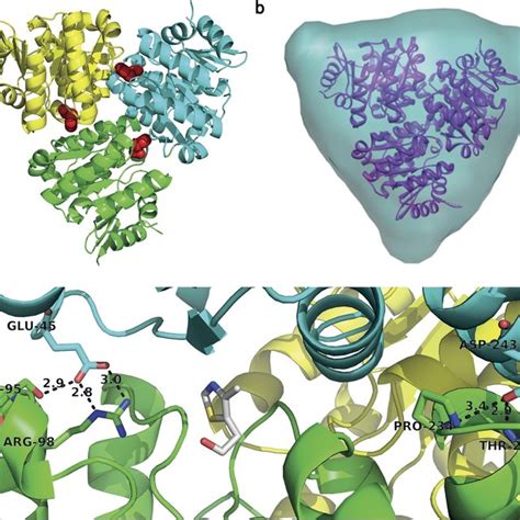 Structure Of The Thim Trimer And Its Interface A Cartoon