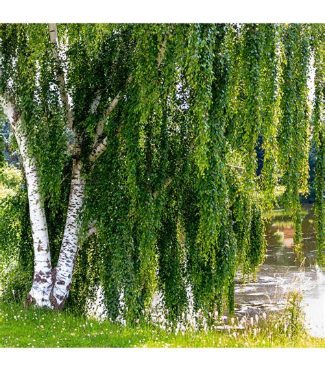 Breza Geniálny Liečiteľ Medzi Stromami Božské Nápady