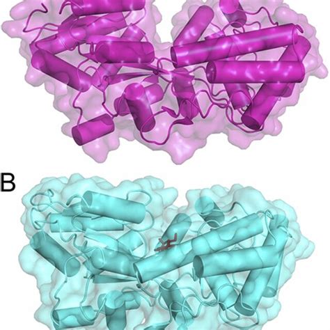 Rearrangements In Mbp Upon The Substrate Binding A In The Download Scientific Diagram