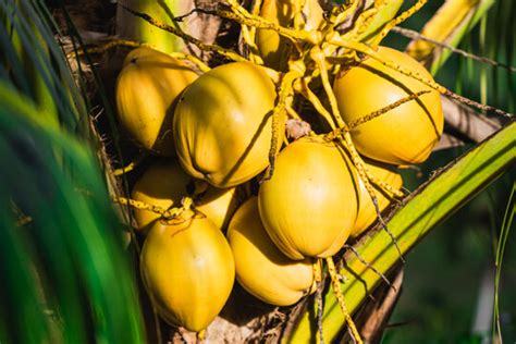 Fruchtwasser Bilder Durchsuchen 871444 Archivfotos Vektorgrafiken