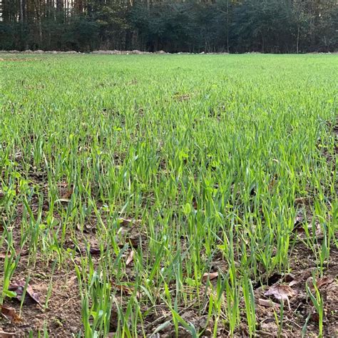 Tecomate Forage Oats — Deer Food Plot Seed 40 Lbs Seed World