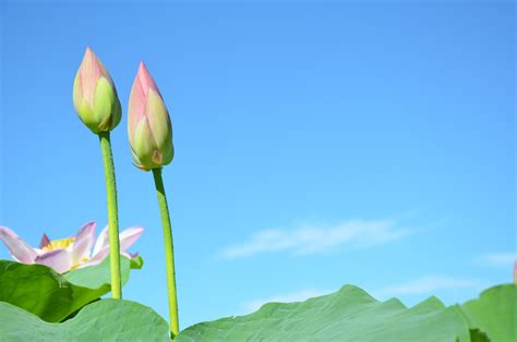 荷花系列之一，含苞待放的花骨朵，原创摄影