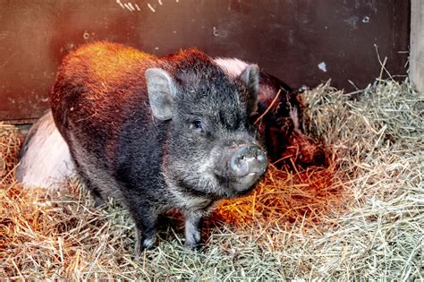 Pot Bellied Pig Size
