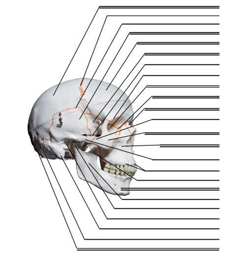 Skull Right Anterolateral View Diagram Quizlet