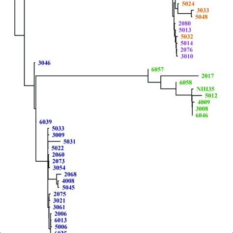 Single Nucleotide Polymorphism Snp Based Phylogeny Using Csi