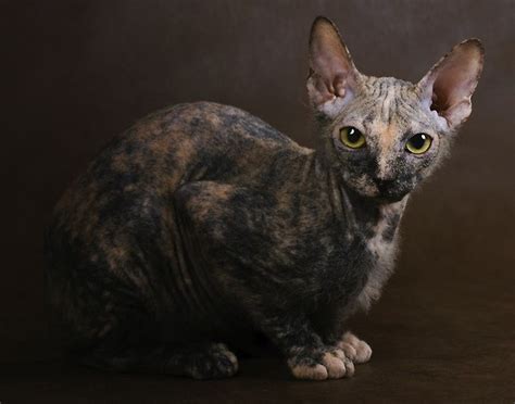 Don Sfinks Rasy Świat Kotów Wiedza Biologia Historia Gatunki Prawo Kultura Zachowania